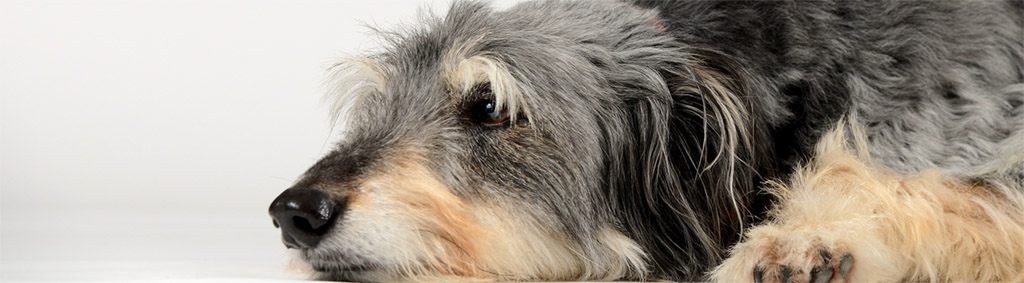 Mitral Valve Disease (MVD) in dogs | Blythwood Vets